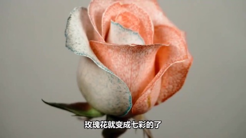 生活中的小实验竟能带来如此惊喜与乐趣,快来发现其中的奥秘吧