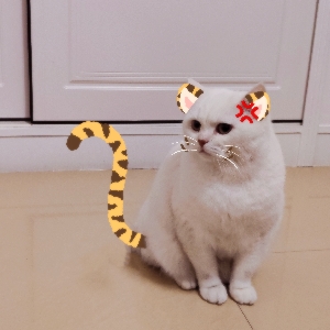 喵了个咪要努力吖 