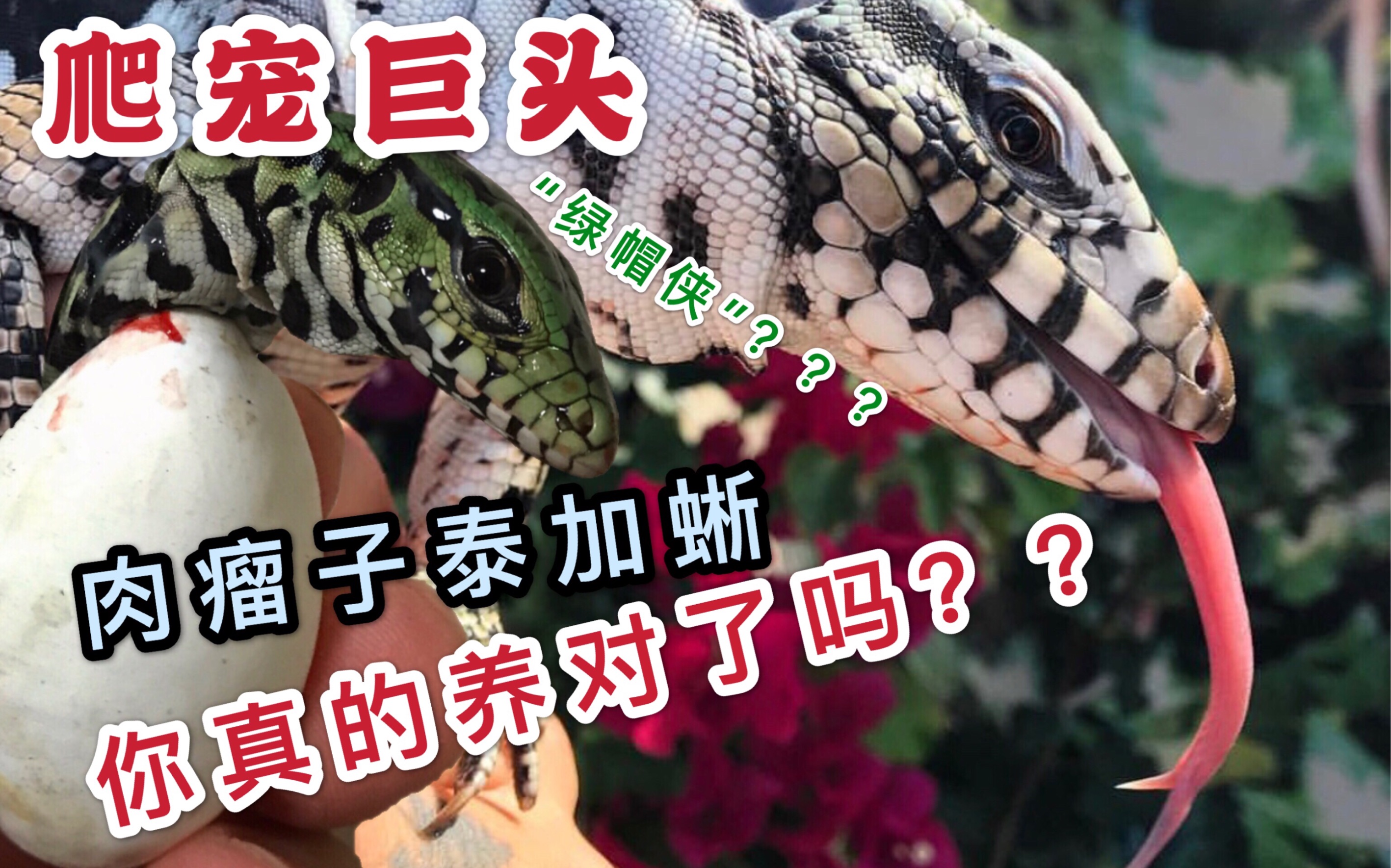 爬宠巨头“绿帽侠”泰加蜥,你真的养对了吗?