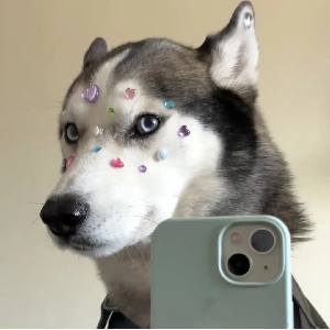 少年聪之君 