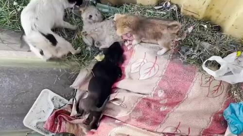 可怜的流浪狗 …动物动物解说