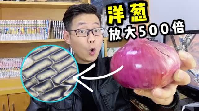 把洋葱用显微镜放大500倍,能看见无数冰砖!初中生物.