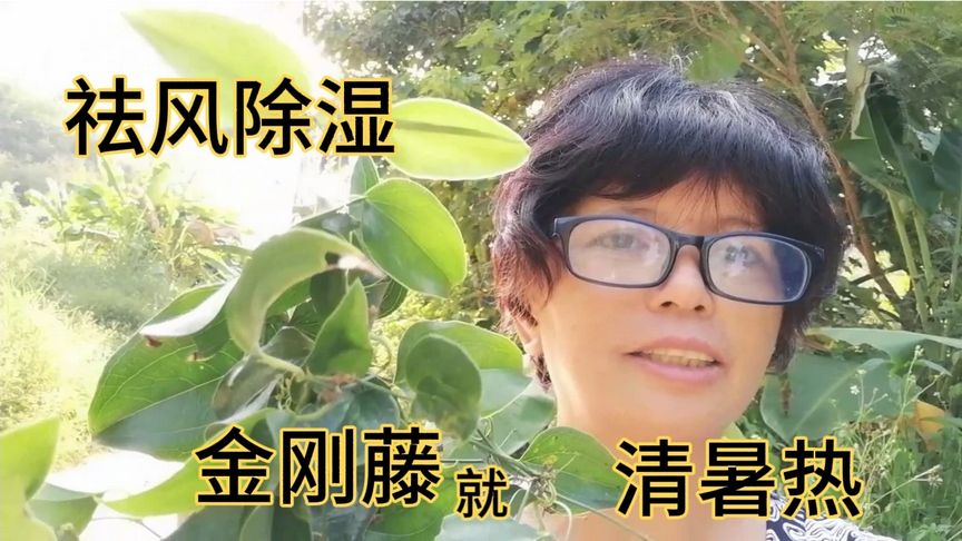 金刚藤有袪风除湿,清湿热功效,认识它吗?去看看吧!