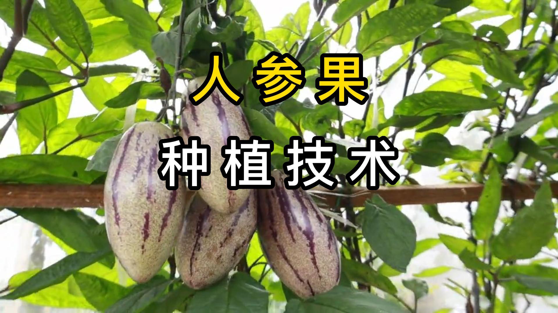 阳台种植有机人参果的方法