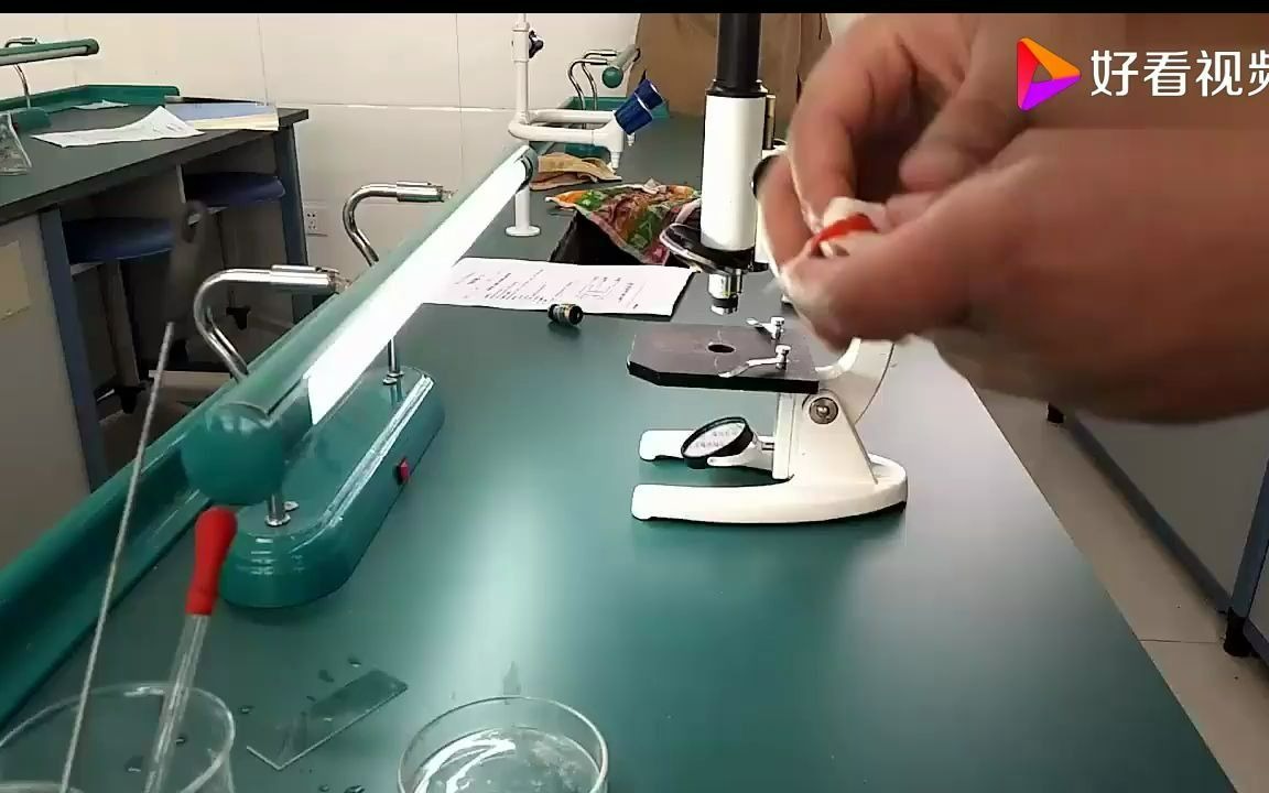 实验五观察小鱼尾鳍内血液的流动