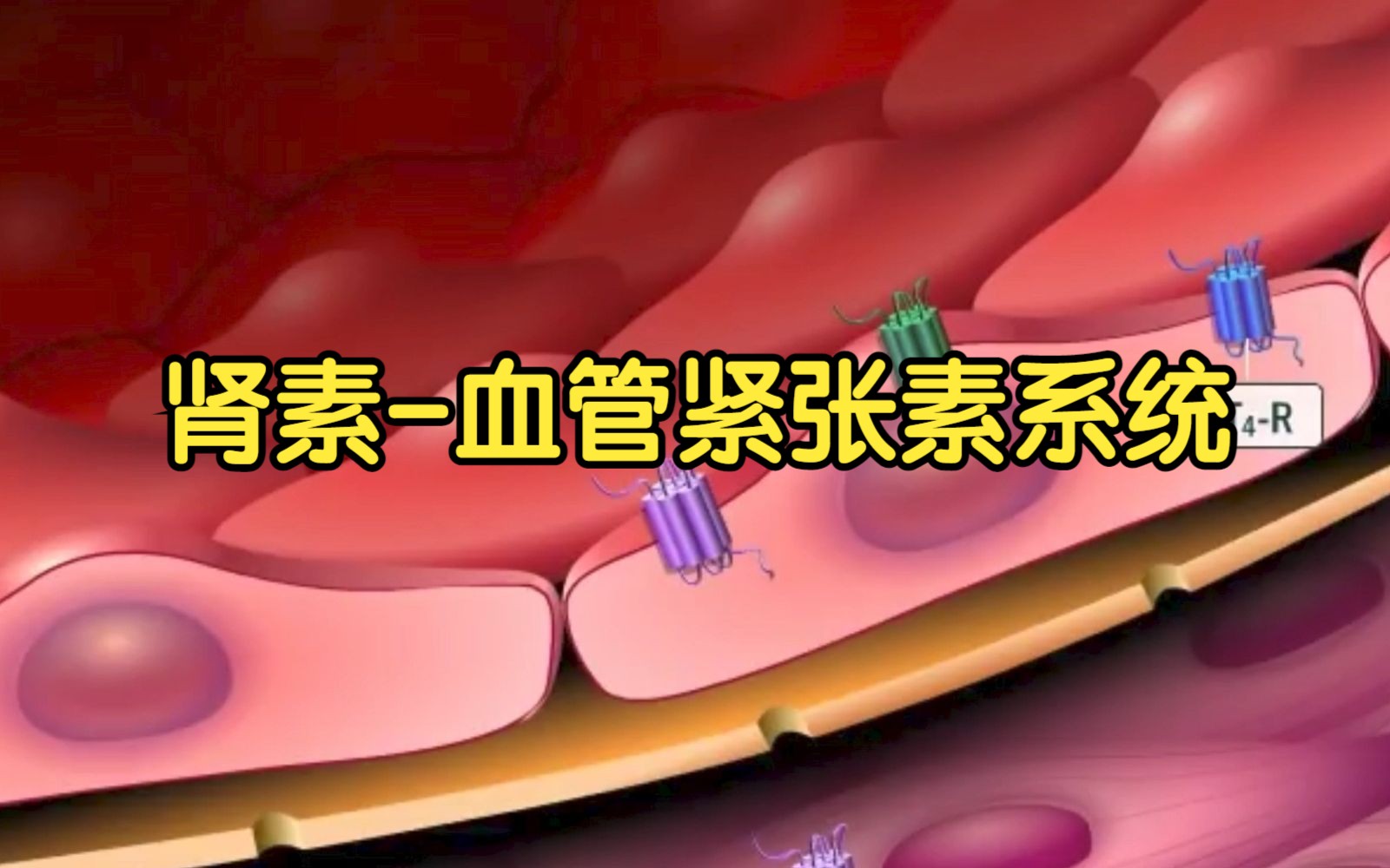 【英文讲解+中文字幕】肾素-血管紧张素-醛固酮系统调节血管收缩的...