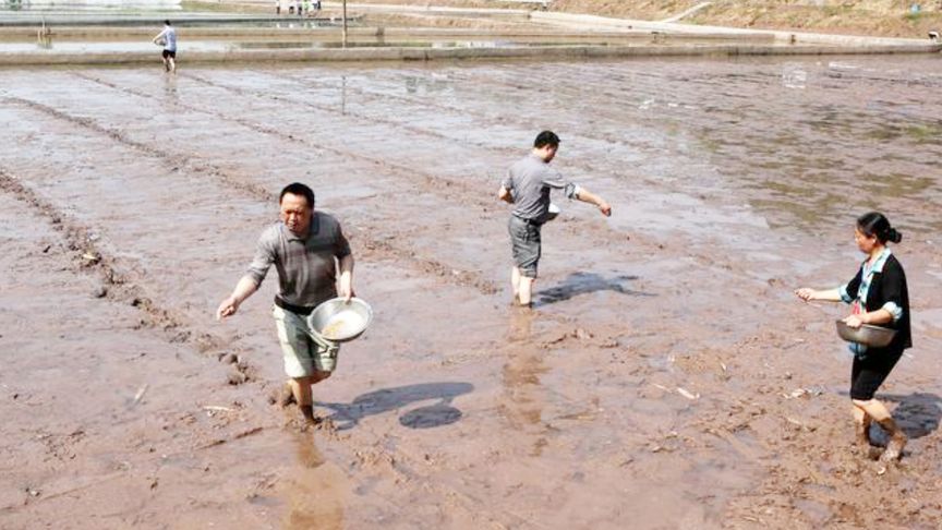 水稻专家表示:中国水稻栽培想高产,掌握技术是关键!