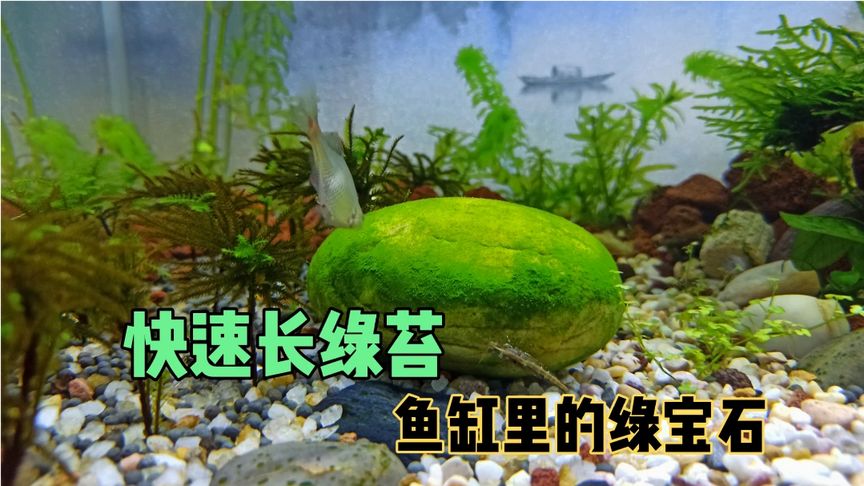 鱼缸石头快速长出绿苔的方法,不用灯光不费电,净化水质好处多