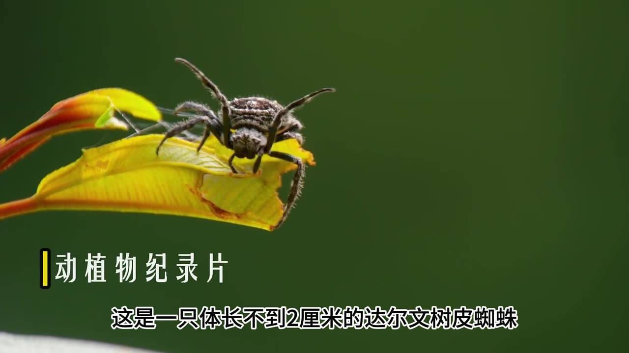 自然界的天才工程师,能制造出最大的蛛网陷阱