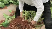 雪莲果营养丰富老少皆宜具有清便秘功效