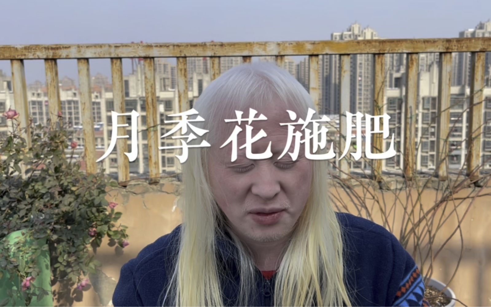 月季花如何正确地施肥,早春什么时候开始施肥、有机肥用法、化肥...