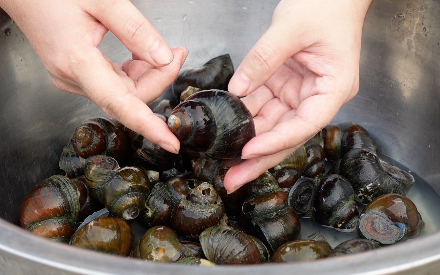 田螺的新吃法,搭配凉薯这样煮一锅,酸辣开胃,好吃极了