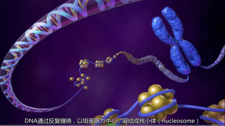 「3D演示」高中生物动画演示合集-细胞周期和有丝分裂