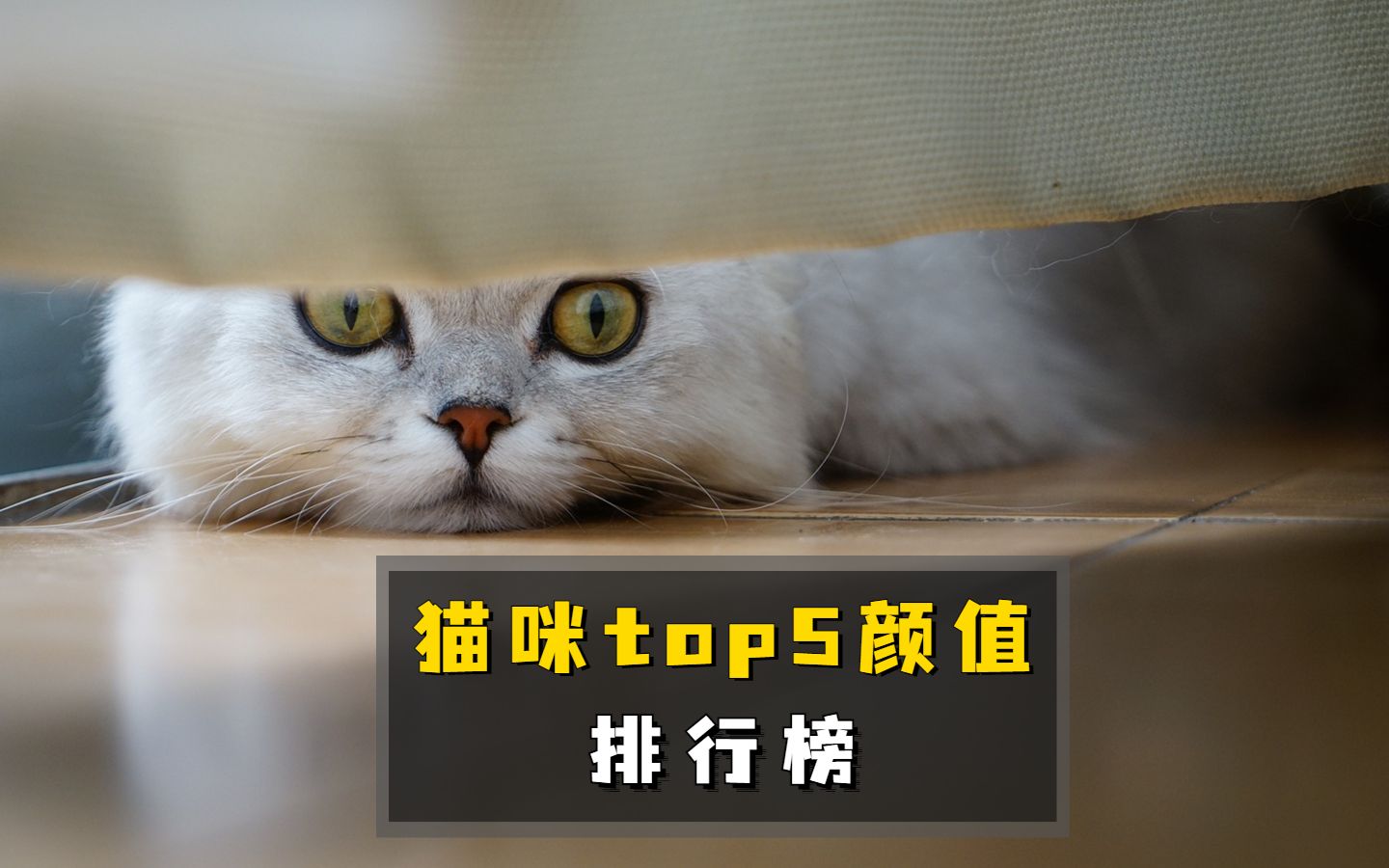 猫咪top5颜值排行,你家猫排第几?