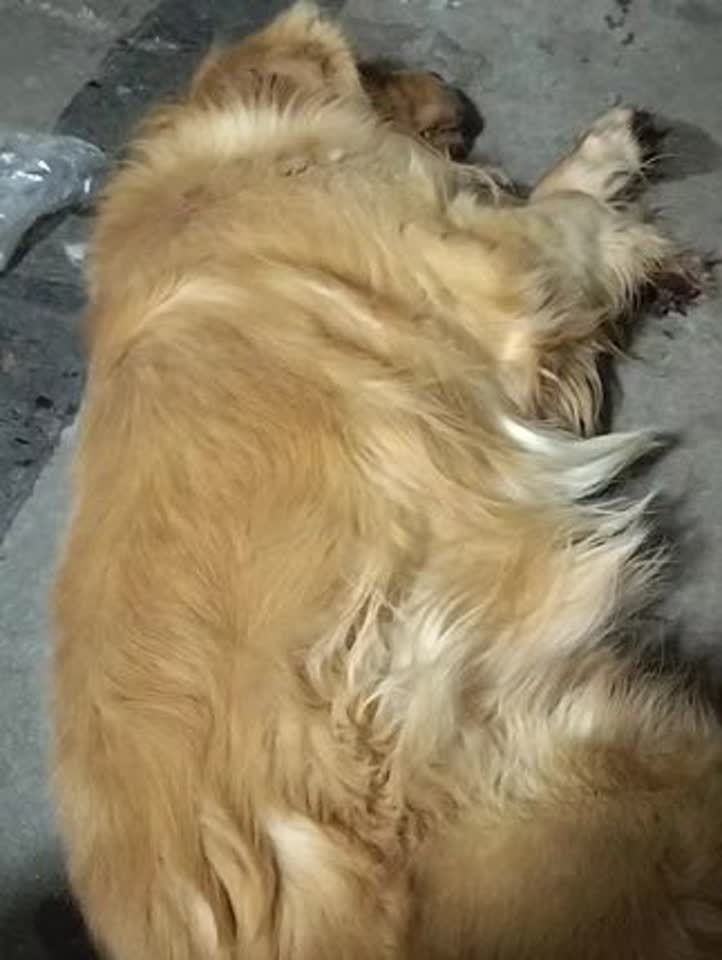 不是说狗鼻子耳朵异常灵敏吗-偷摸来到身后浑然不知,要是让它看家,家...