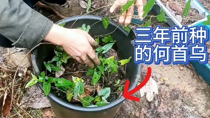 这是我三年前种的何首乌,现在来看看结何首乌没有
