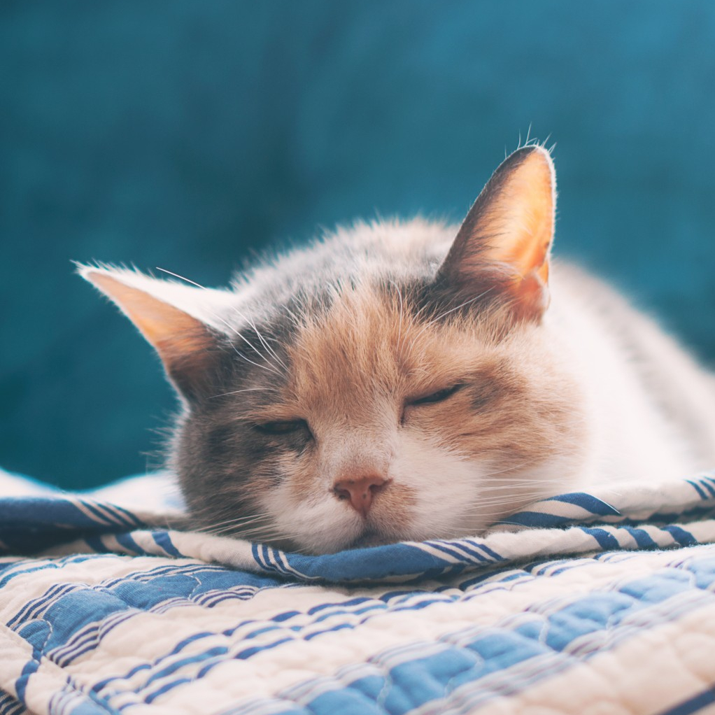 日落西山and月迷风影 