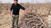 新疆和田大枣树全身是宝，枣树枝都可以卖钱，你们知道吗