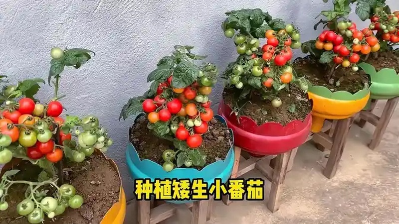 在家种植矮生小番茄,好看又好吃
