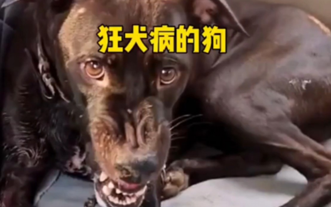 狗发狂犬病的样子,一旦发作目前医学无法救治,十分可怕