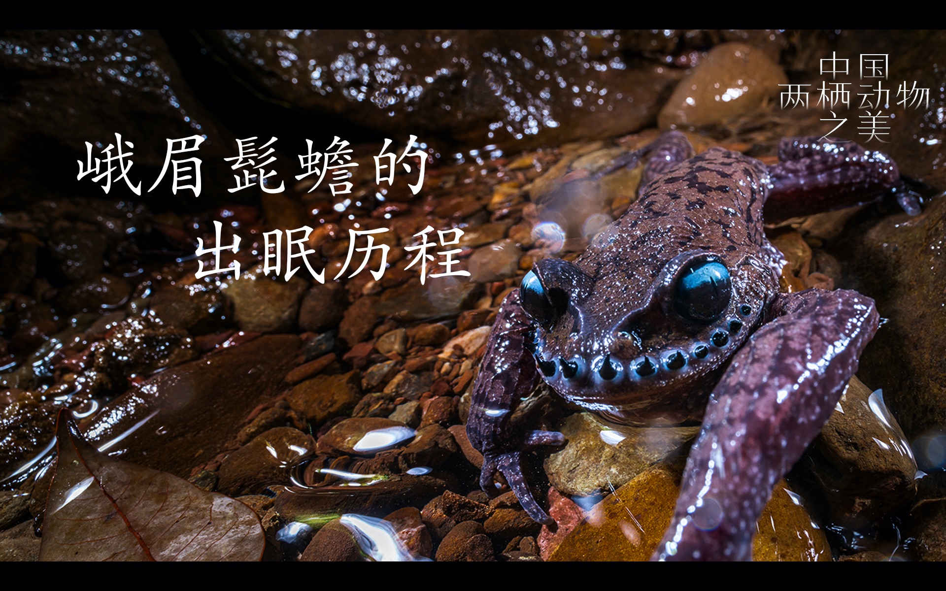 中国两栖动物之美|峨眉髭蟾的出眠历程