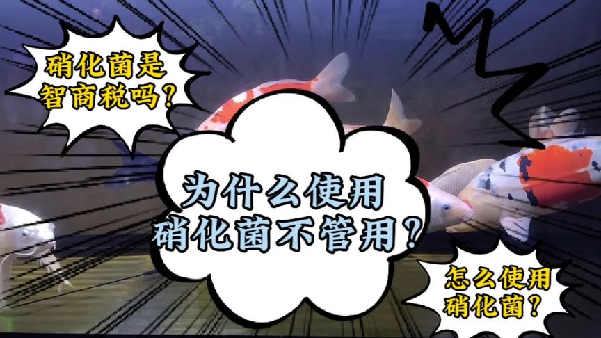 硝化菌是不是智商税?硝化菌应该怎么用?硝化菌有什么作用?