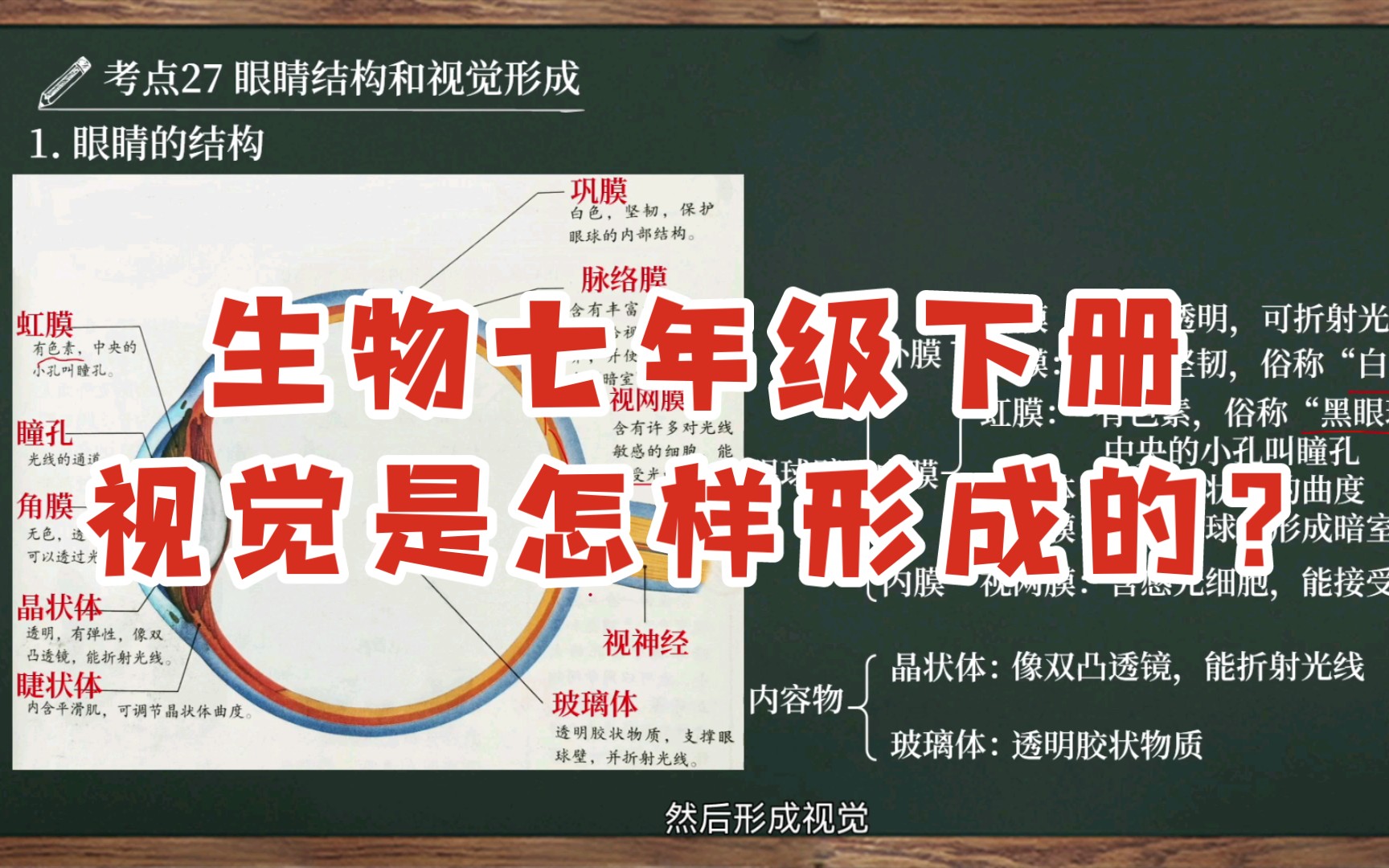 【初中生物全考点讲解|七下】考点27 眼睛的结构和视觉的形成