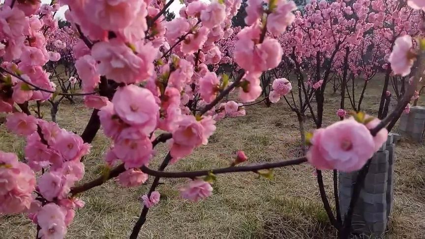 榆叶梅花语是什么?除了观花,榆叶梅原来还有这些用处