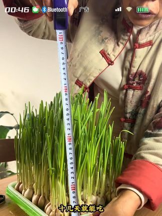 这货好吃蒜苗,自己动手种上了,不用肥料不用营养液不用土,给水就行,...