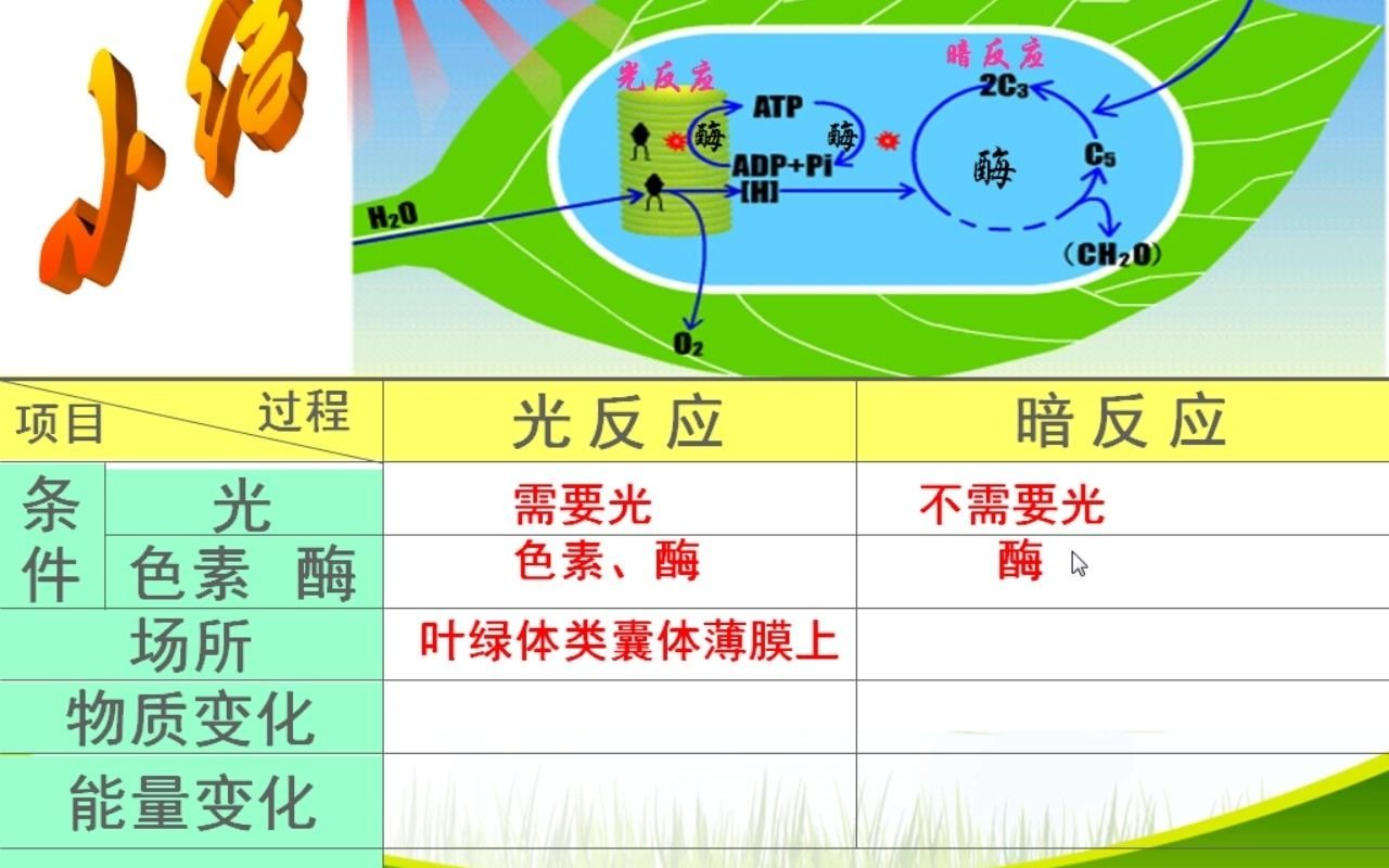 ...光合作用的光反应和暗反应过程---人教版---高一上学期---必修1第5章...