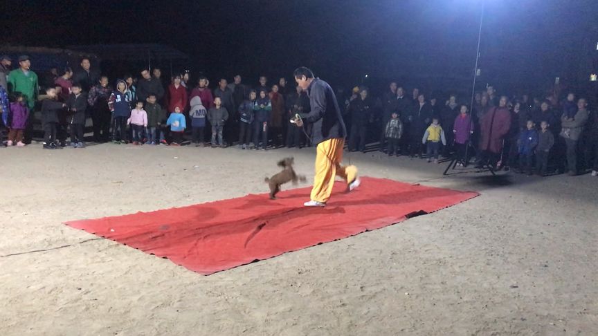 民间杂技表演:泰迪狗和主人一起跳绳,超厉害聪明的狗狗(1)