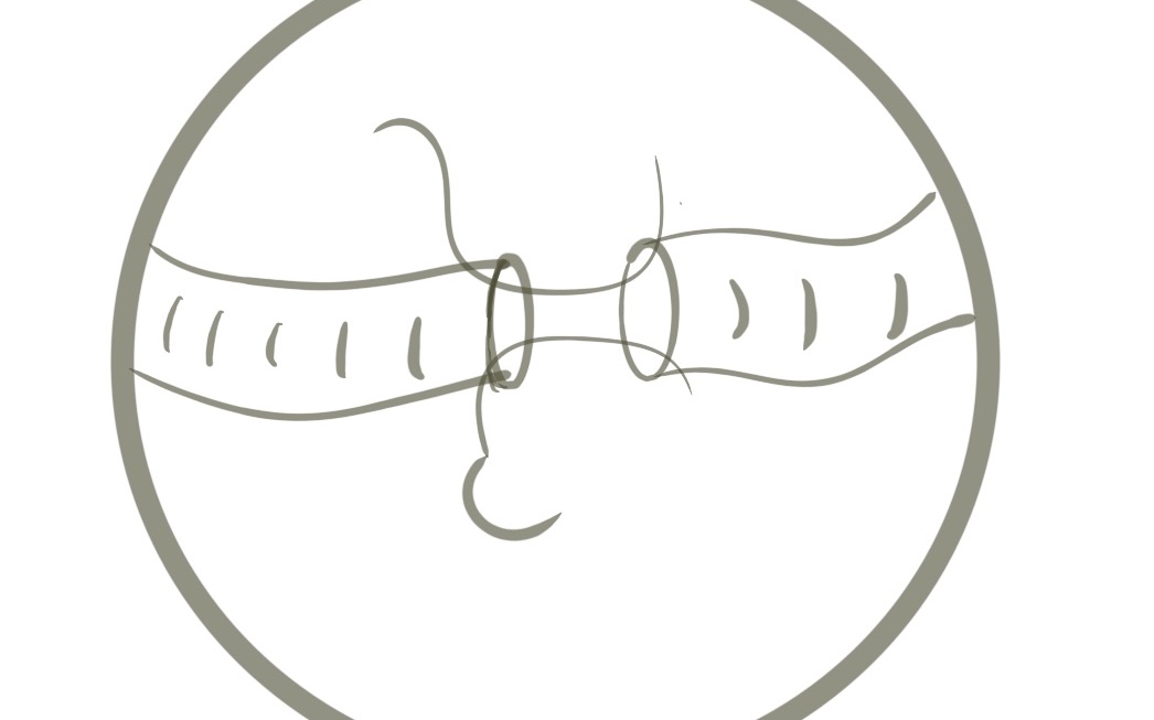 鸡翅膀血管吻合第12天训练