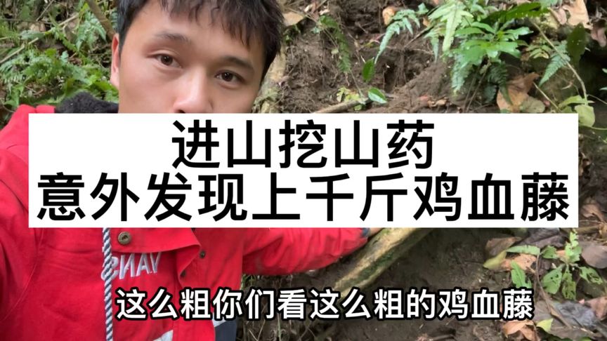 不山进山挖山药,意外发现大货,至少一千多斤野生鸡血藤,要发了