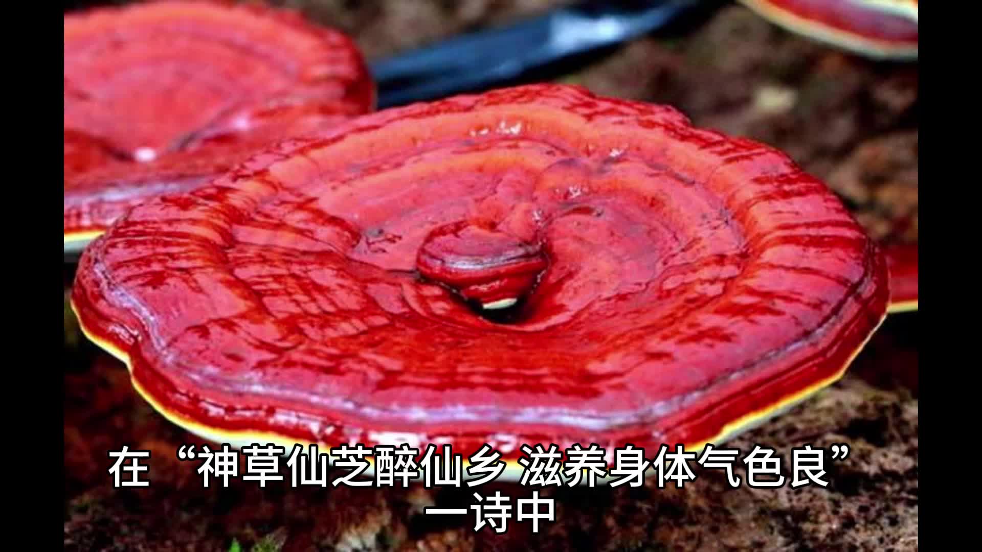 灵芝的正确吃法与用量,你真的会食用灵芝吗