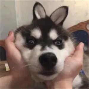 三十六贱笑