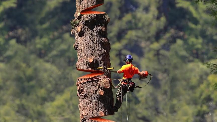 艺高人胆大!最牛伐木工人这样砍伐树木,百米大树一截一截的切!