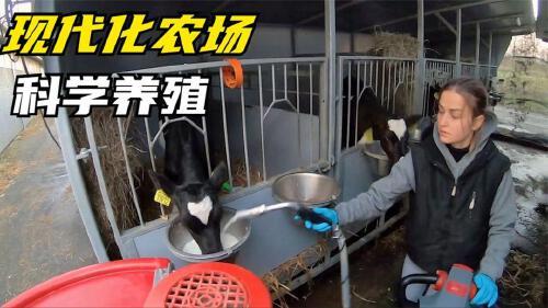 农场靠几个女孩管理,多亏这些现代化机械,优质牛奶供不应求