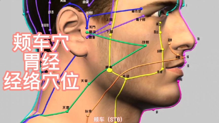 颊车穴_胃经_经络穴位
