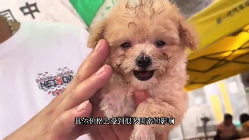 泰迪熊多少钱一只小狗