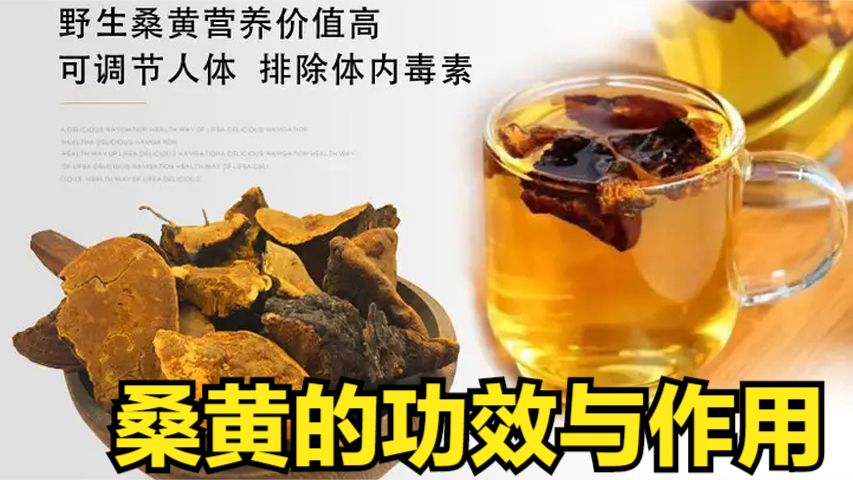 365养生堂 了解桑黄的功效与作用 桑黄的食用方法 桑黄是什么东西