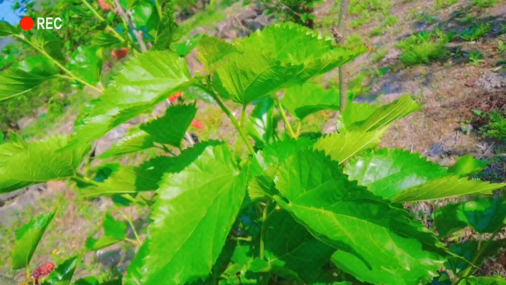 魅力中草药每日一药之桑叶