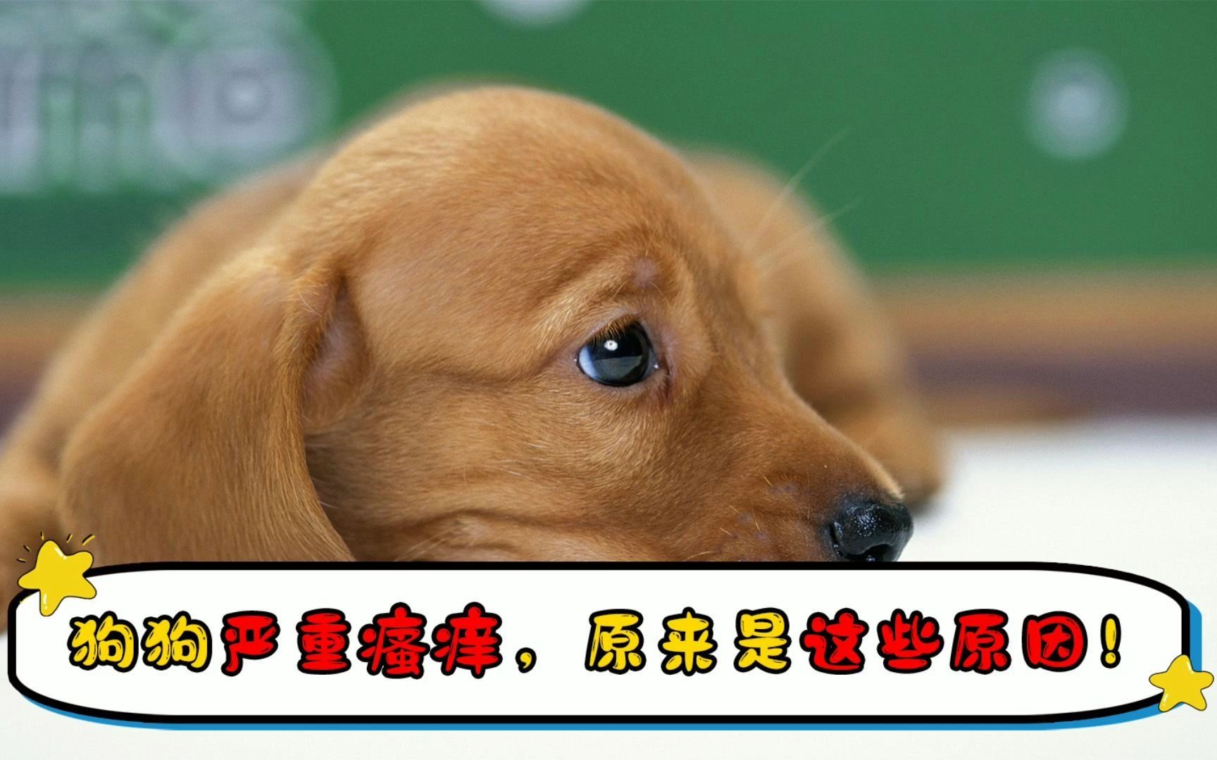 狗狗严重瘙痒，原来是这些原因