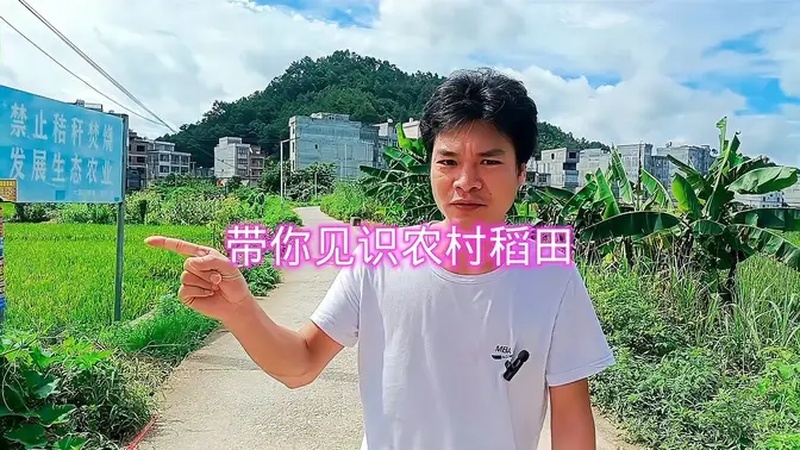带你见识农村的稻田