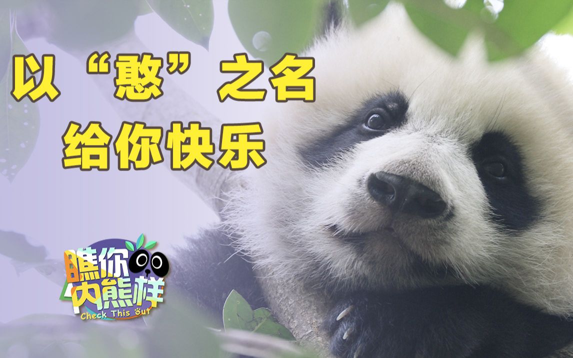 “憨憨”挑战自我可还行?以”憨“之名,给你快乐!