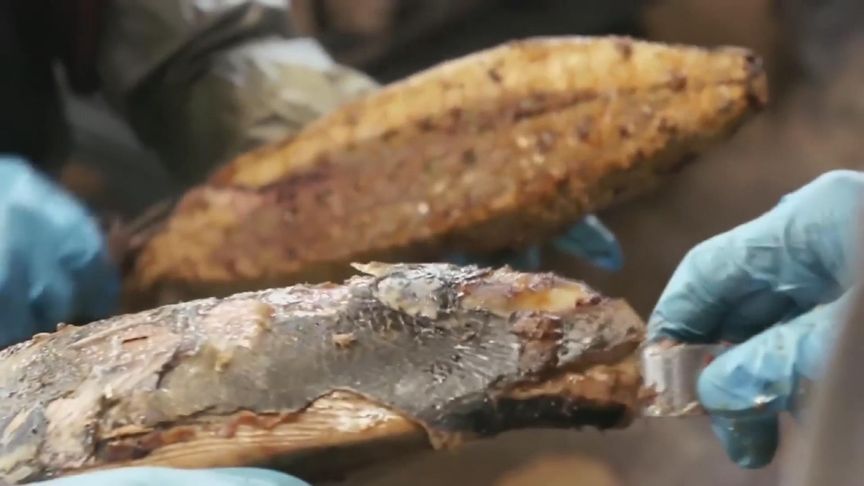 日本师傅熏制加工肥美鲣鱼,烘干用推刀刨片制作木鱼花!