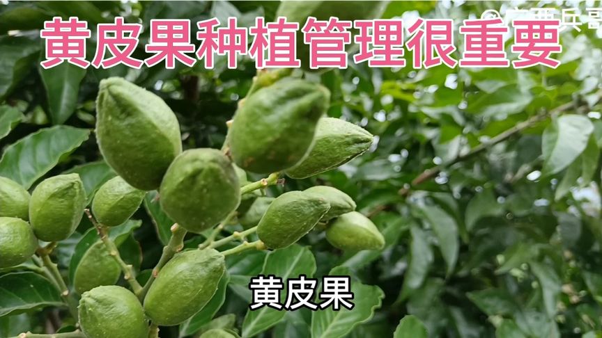 黄皮果种植管理很重要,管理得当,增产增收