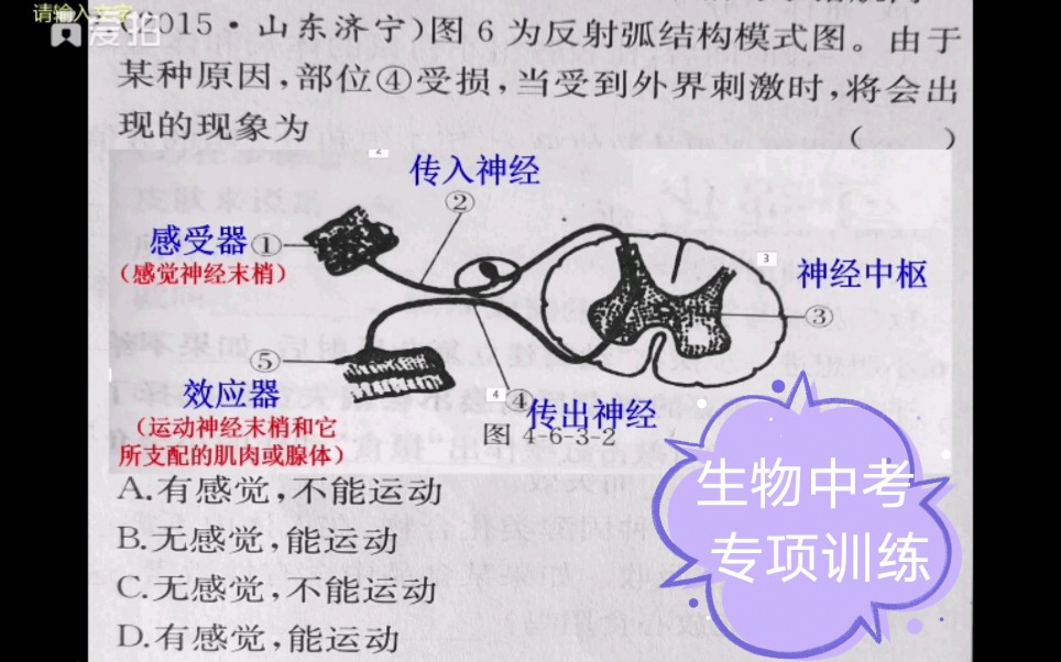 生物中考专项训练——有关反射弧的结构和功能