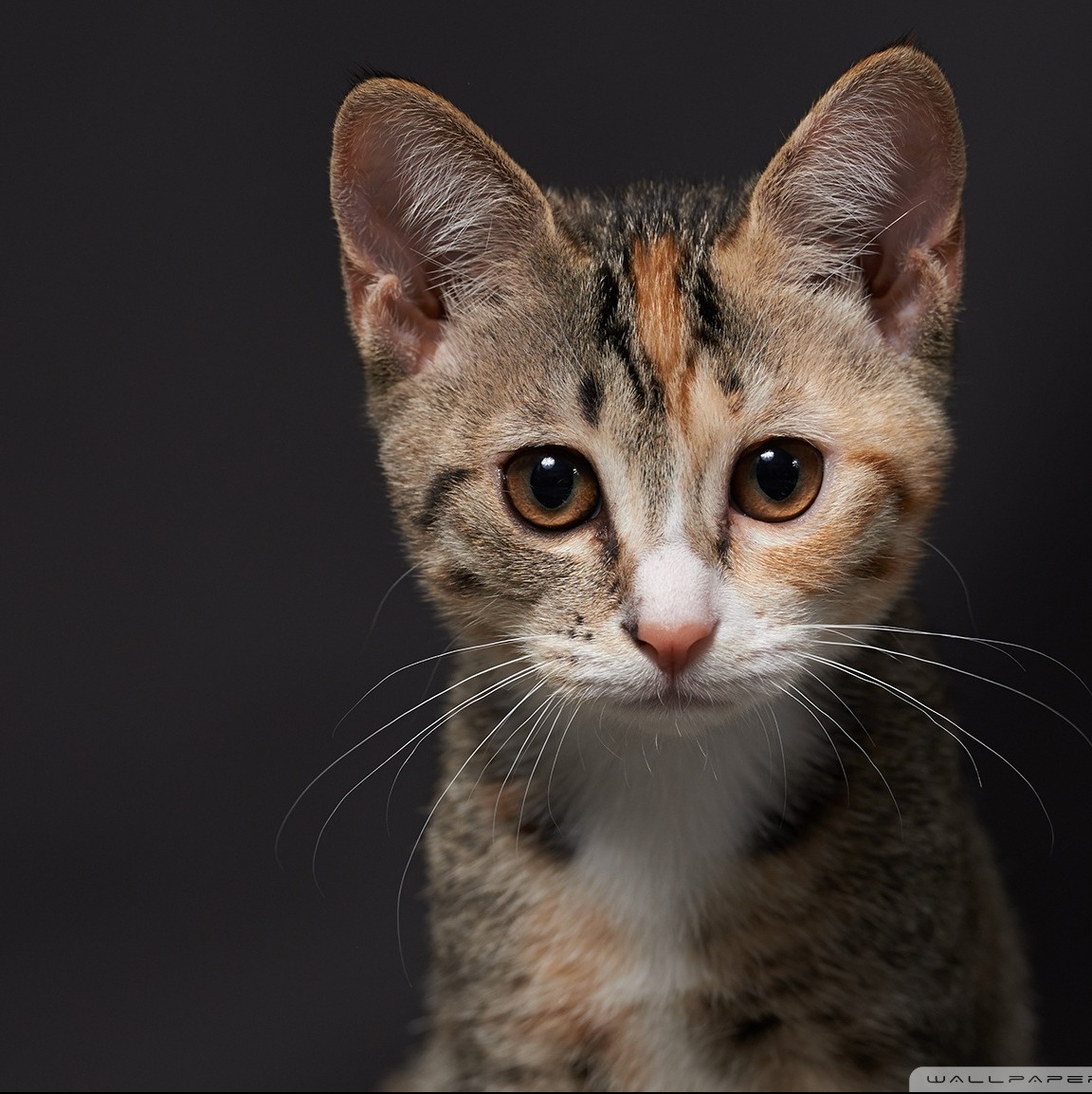 LI卷尾猫 