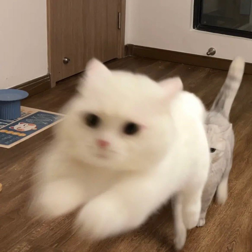 有趣的小虾阿 