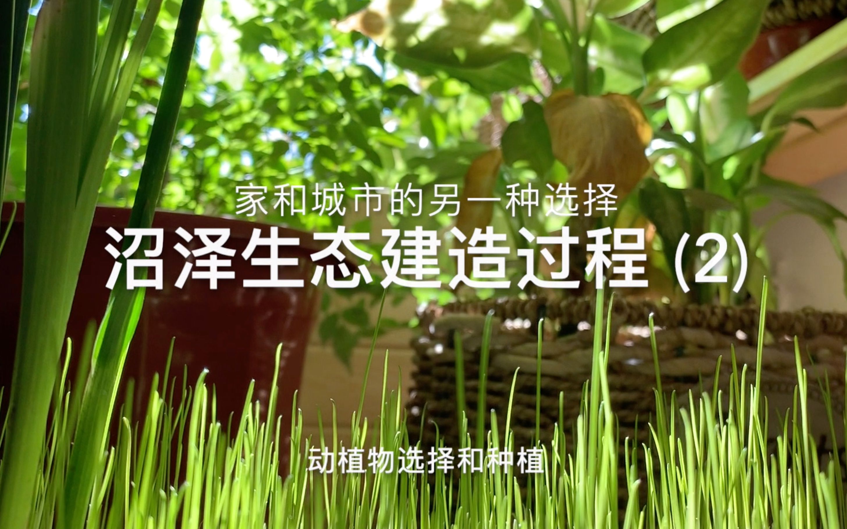 【松爷私制】沼泽过滤生态建造过程 (2) - 动植物选择和种植